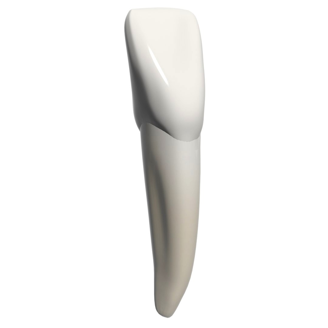 Lower Leteral Incisor 3d model