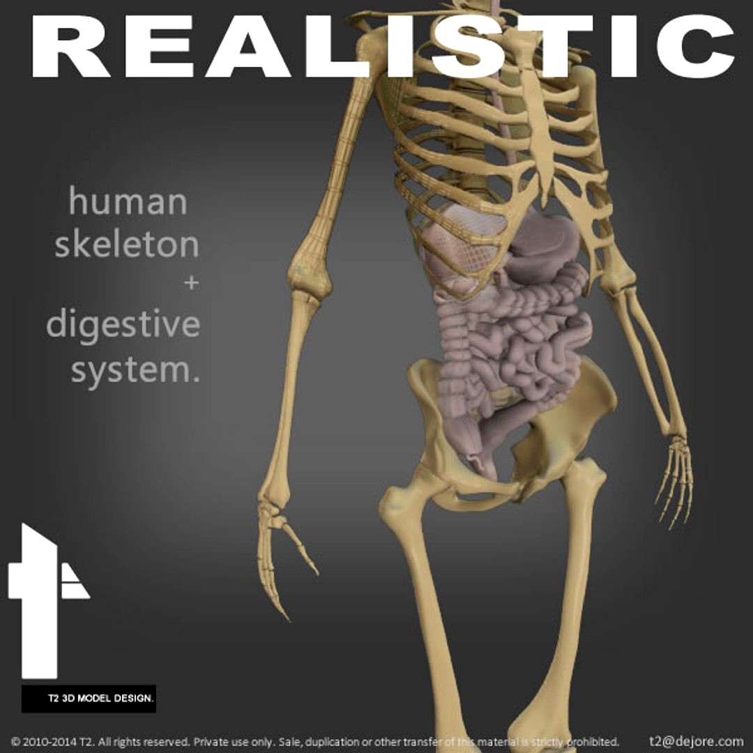 Human Digestive & Skeletal System 3d model