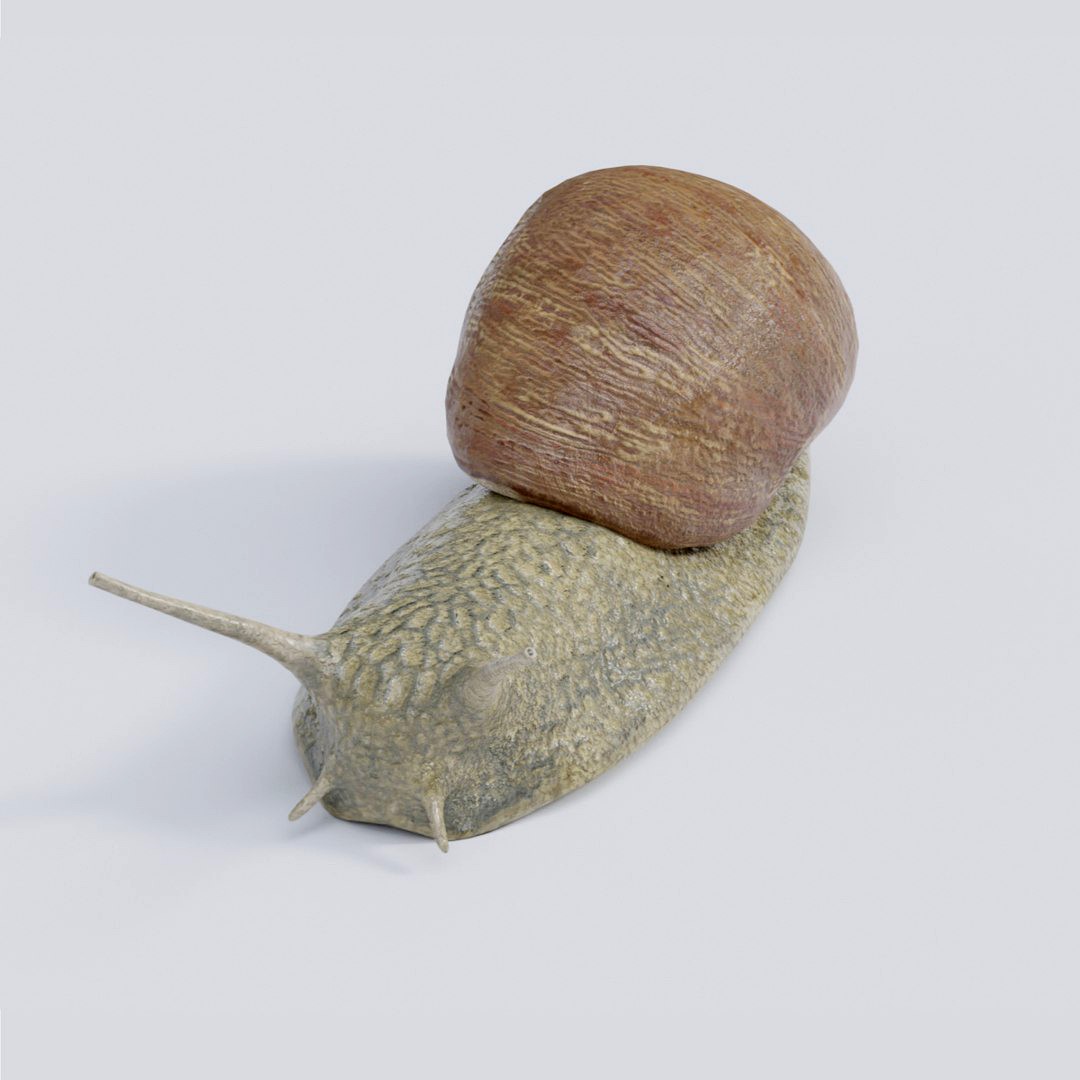 Snail low poly model with PBR textures 3d