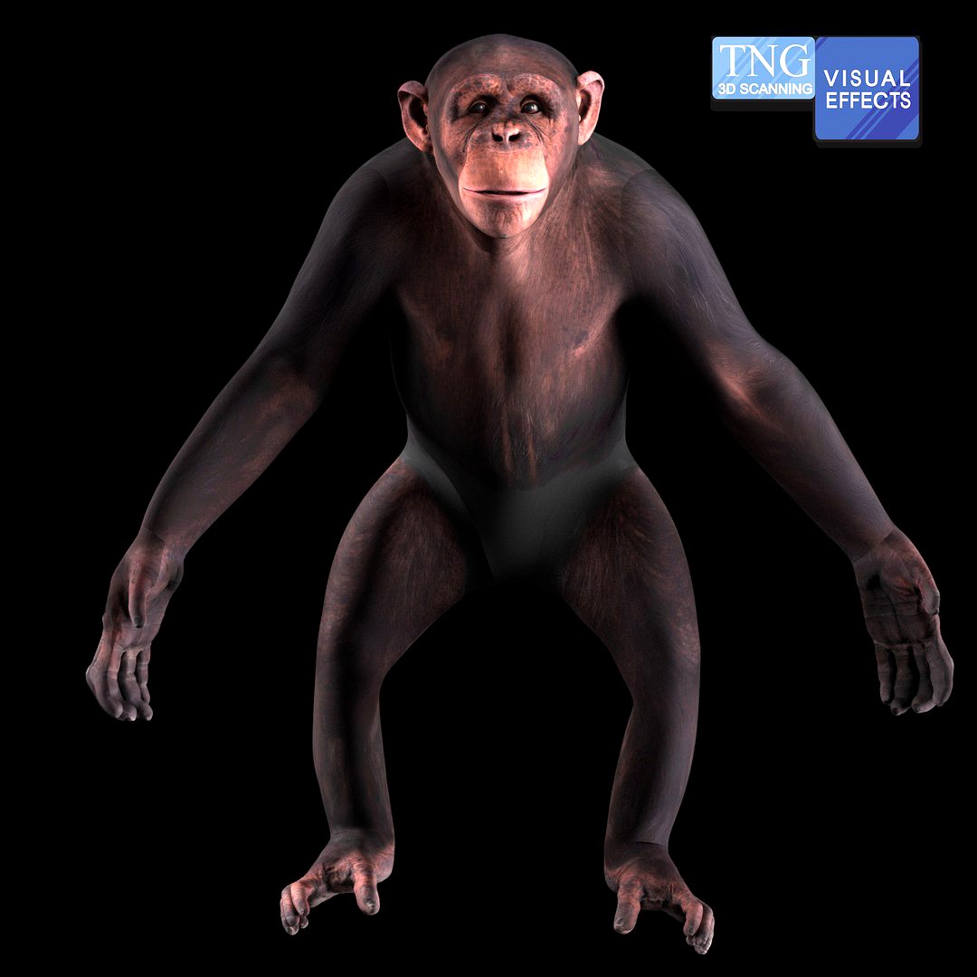 Chimpanzee 8K Model 3d