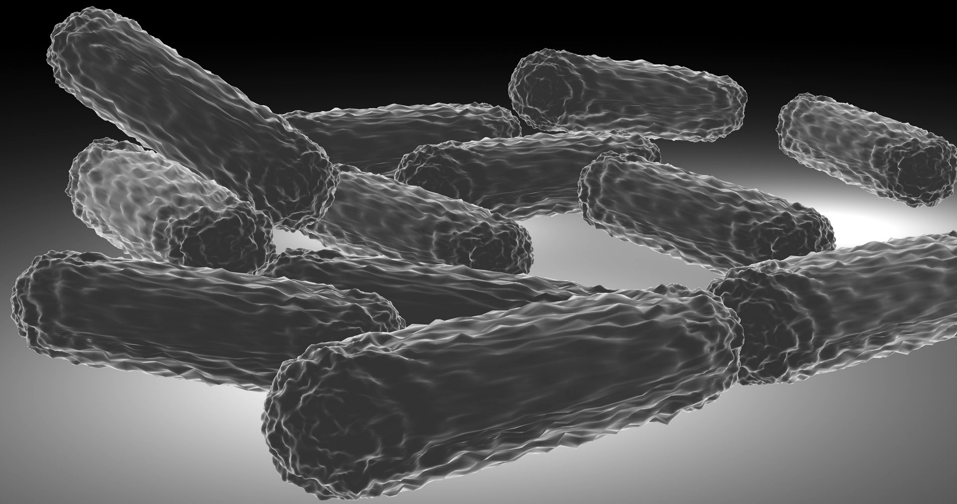bacteria bacilli 3d model