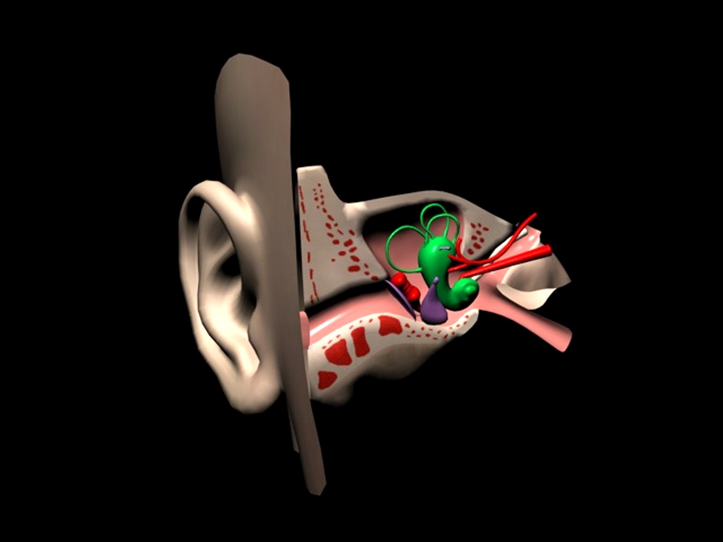 Ear Anatomy 3d model