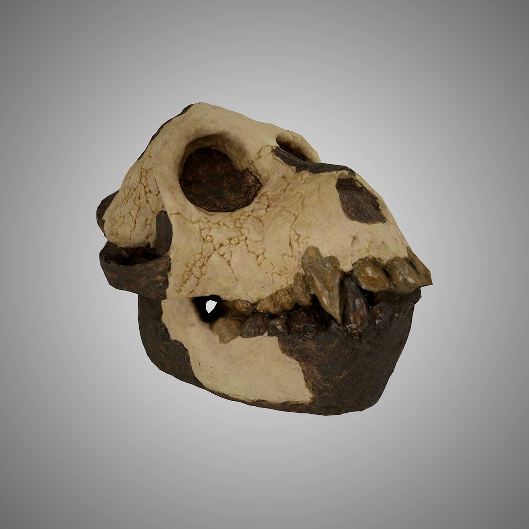 Skull Realistic Aegyptopothecus Skull Evolution Free 3D Model