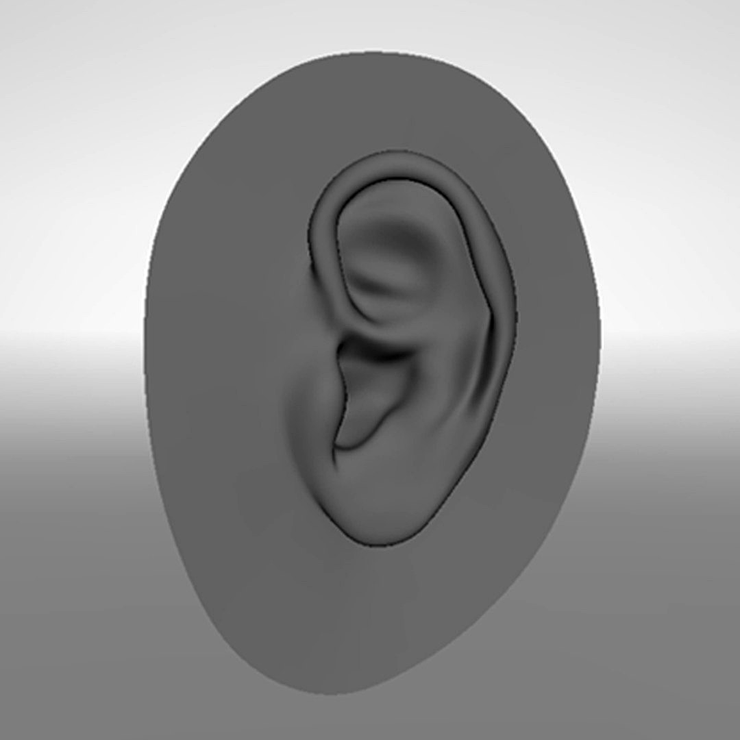 Realistic Human Ear 3d model