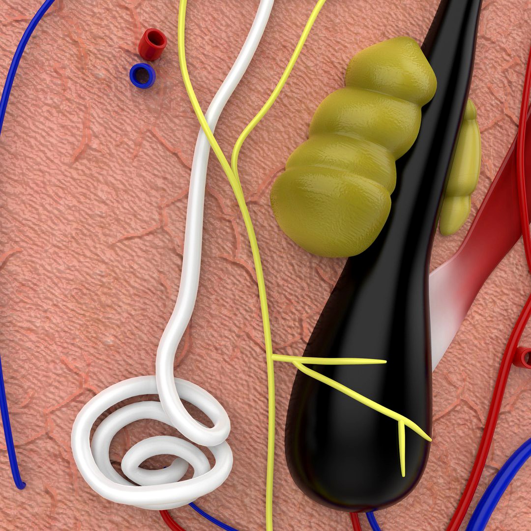 Human Skin Detailed Dissection 3d model