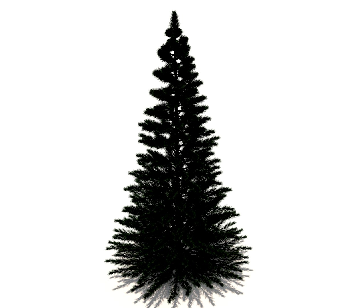 Blue Spruce Tree 3d Model