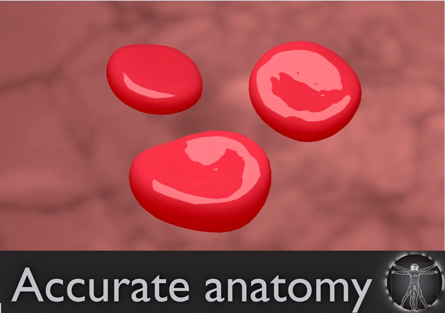 red blood cell 3d model