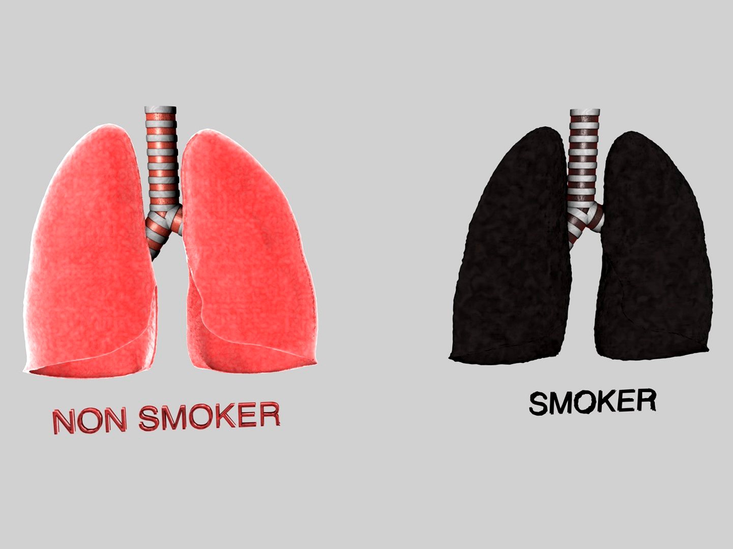 Lungs Human Smoker vs Non Smoker 3d model