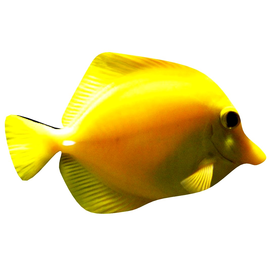 Yellow Tang Tropical Fish 3d model