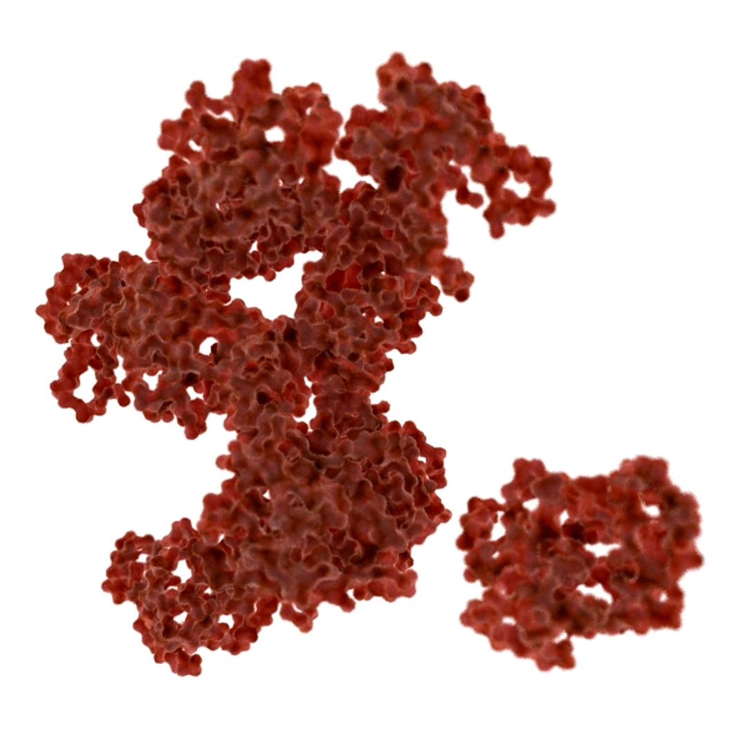 Fatty Acid Synthase 3d model