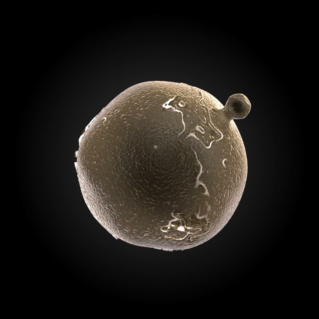 fat cell - adipocyte 3d model