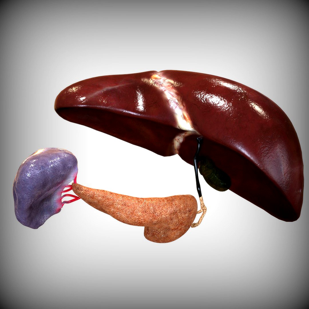 Human Hepatic System 3d model