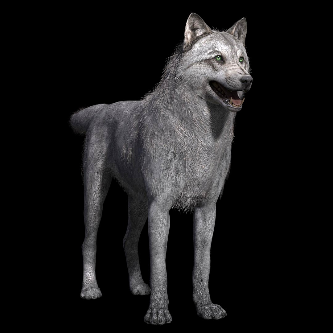 Realistic Wolf Maya Rig 3d model