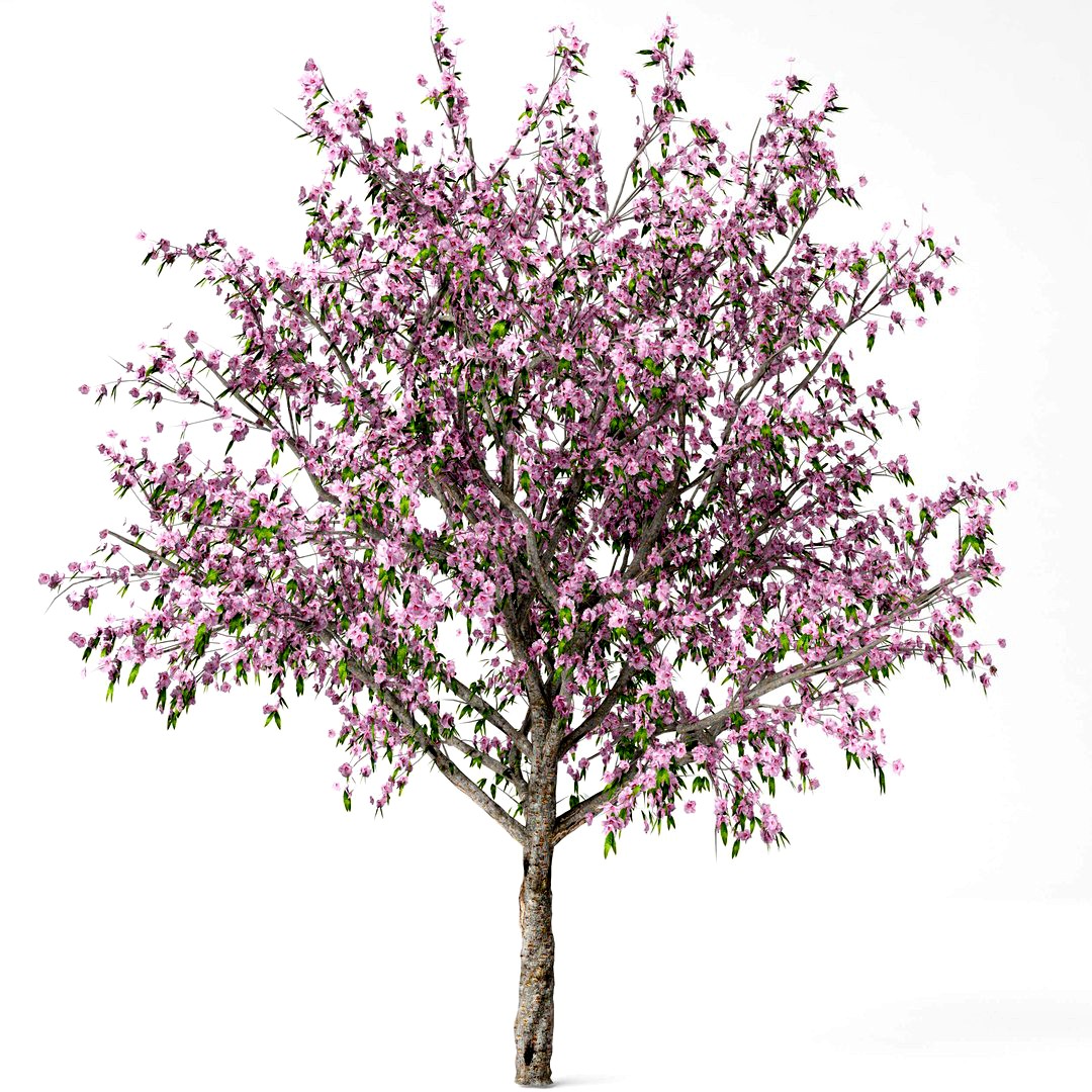 Peach tree 3d model