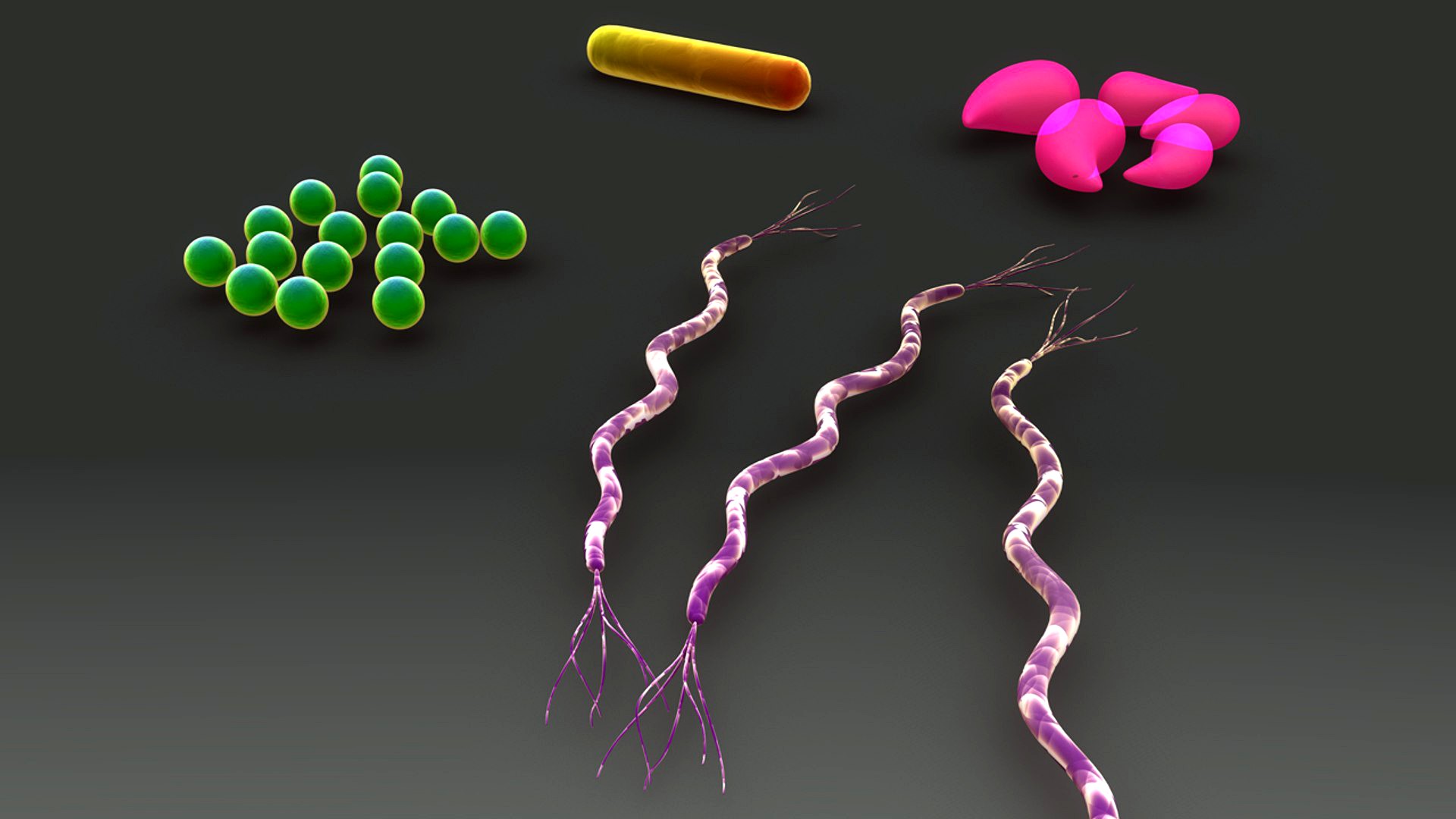 Bacteria 3d model