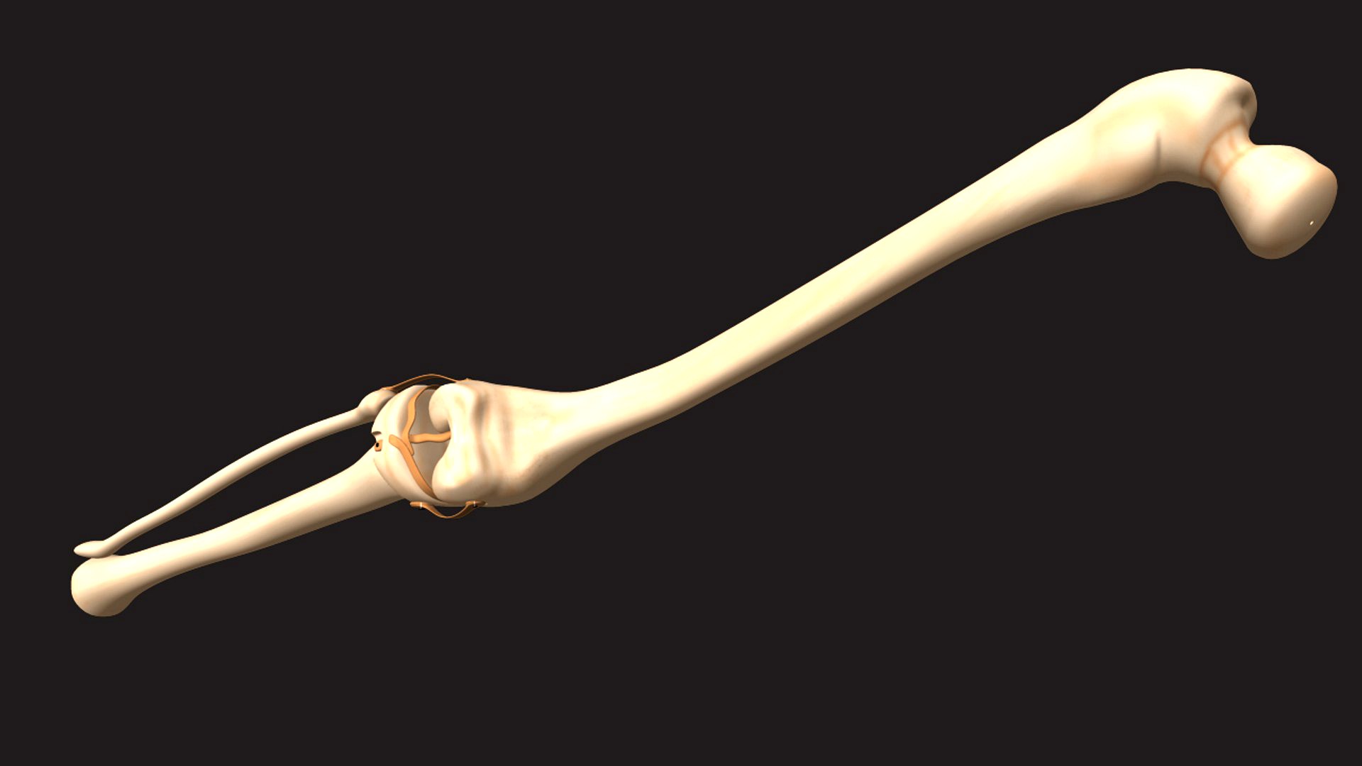 Knee ligaments 3d model
