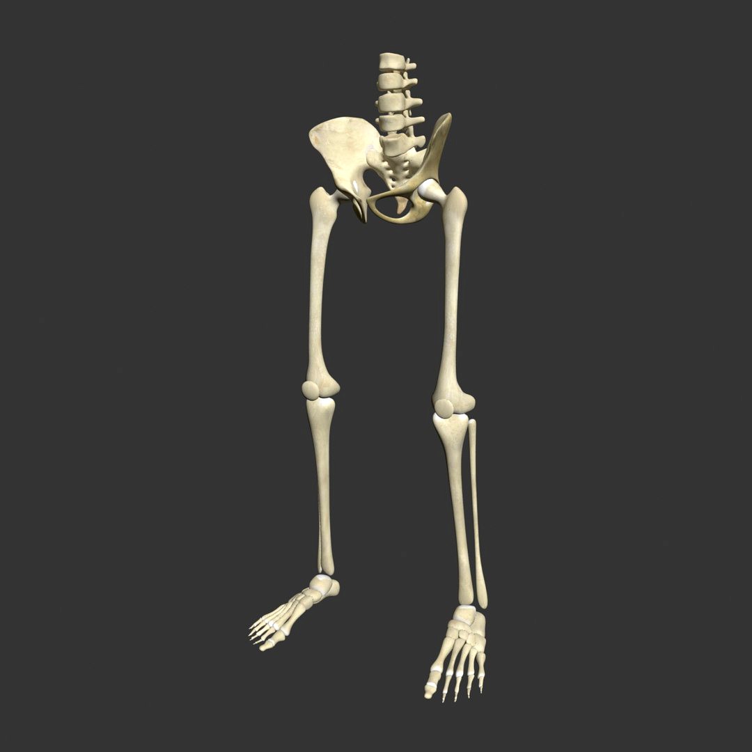 Human Skeleton Legs 3d model