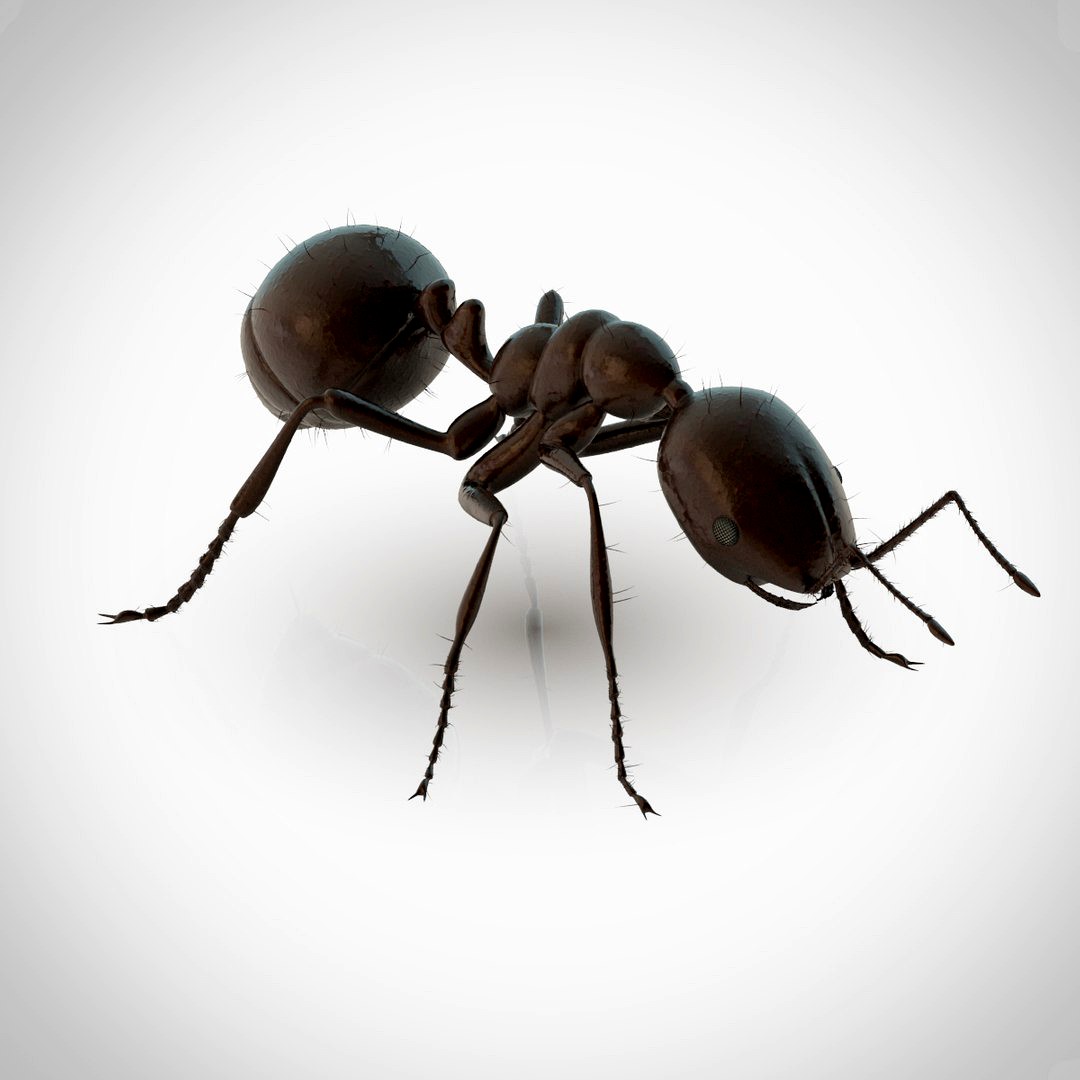 Fire Ant Rigged 3d model