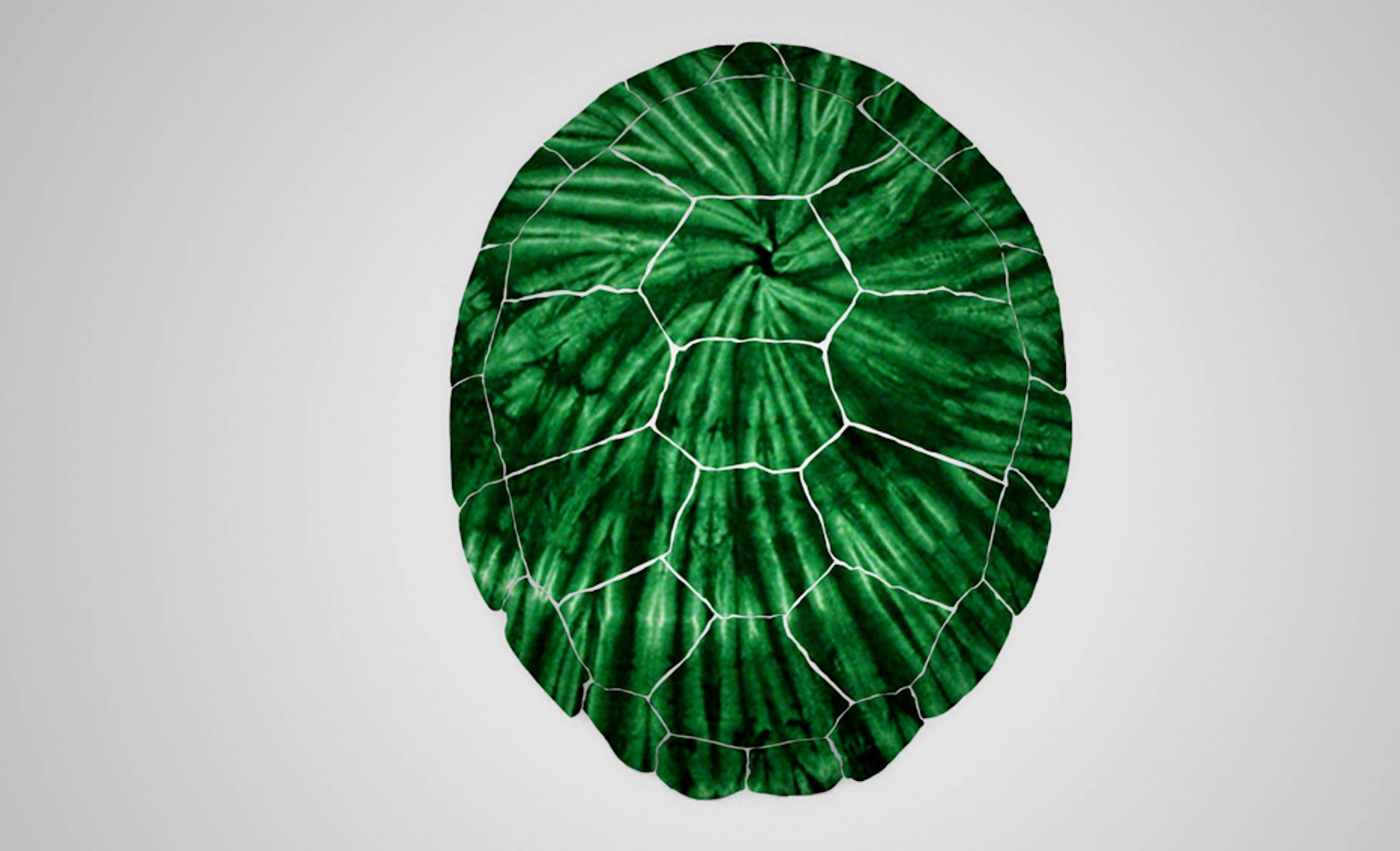 Turtle Shell 3d model
