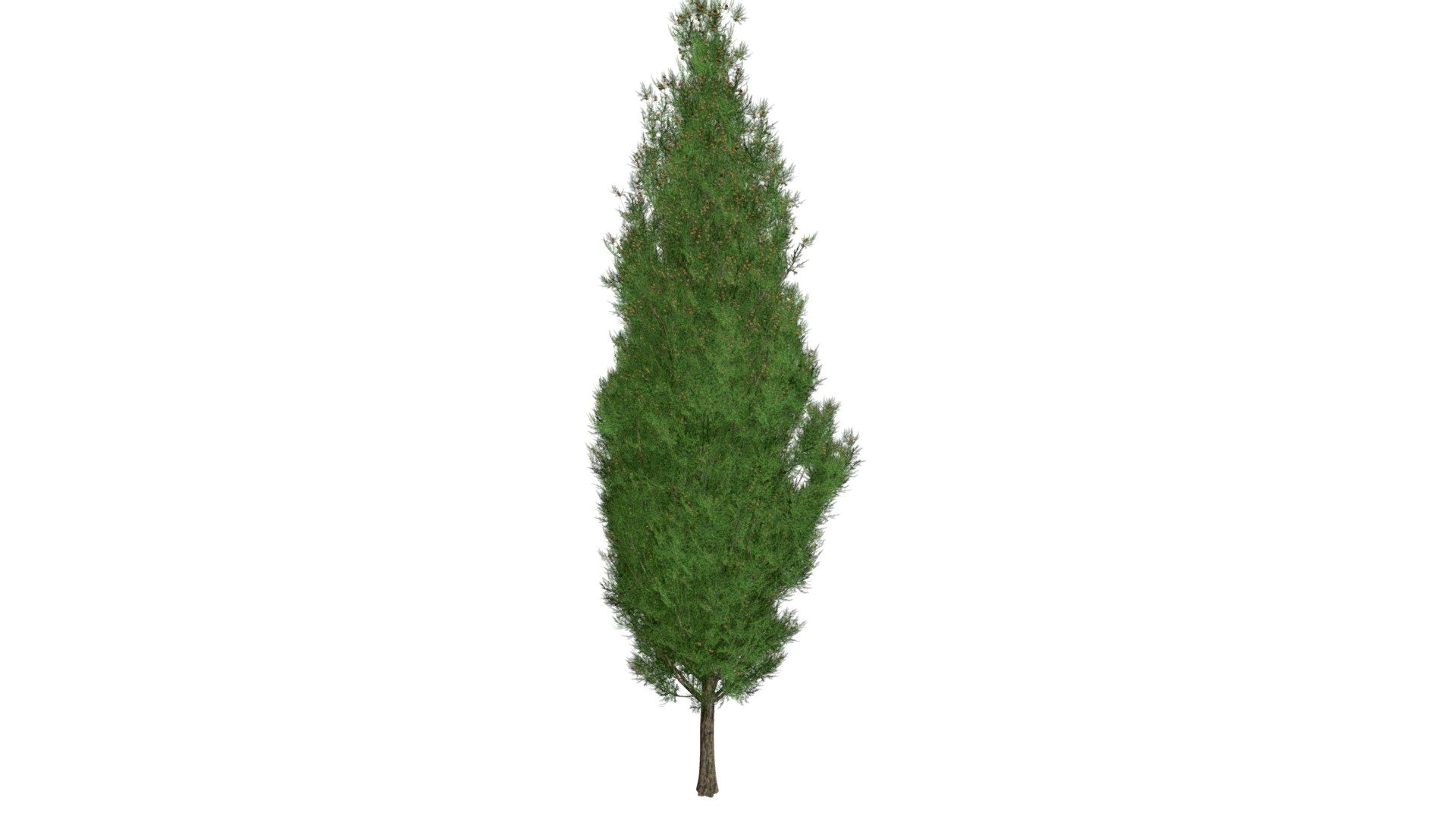 Italian Cypress Tree #05 3d model