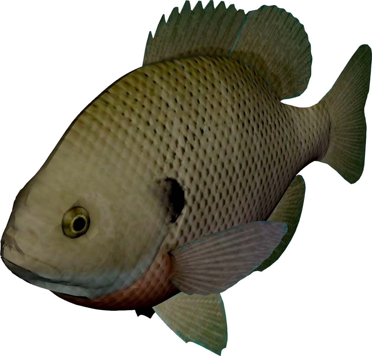 Bluegill 3d model