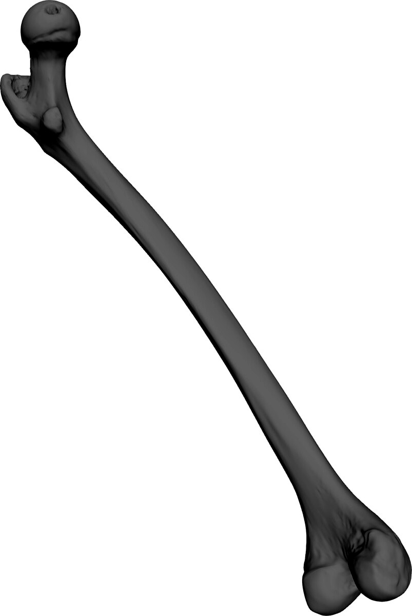 Femur Bone 3D CAD Model