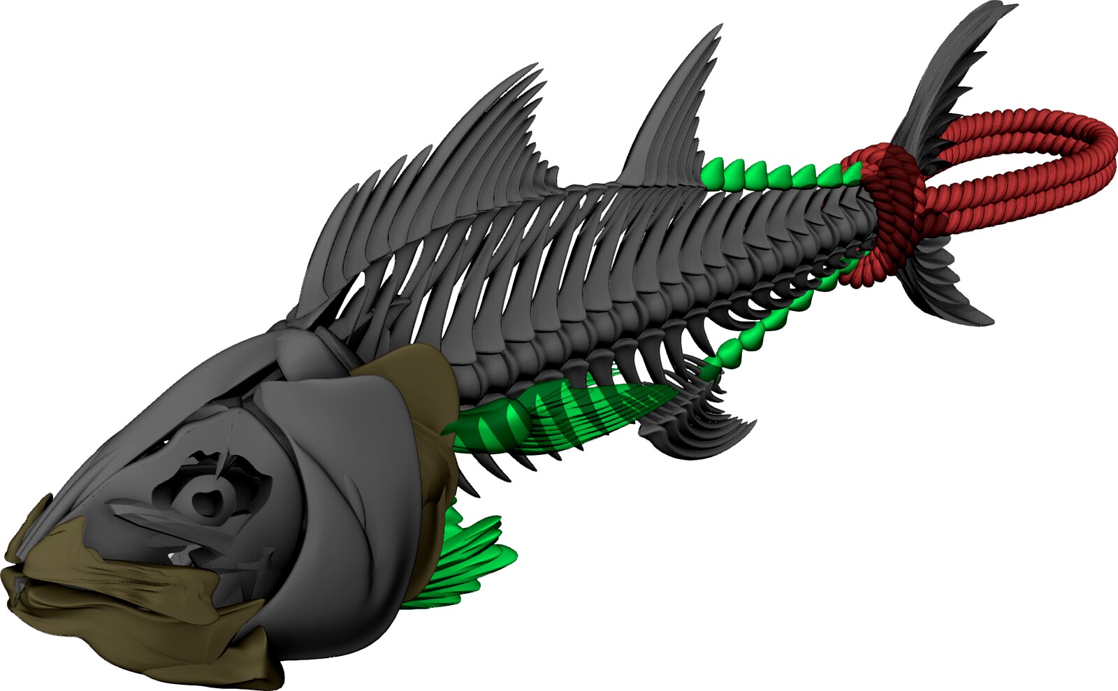 Tuna Fish Skeleton 3d model