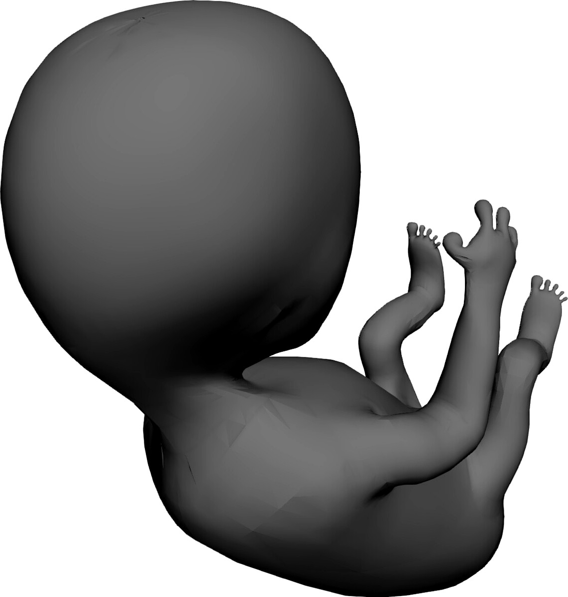 Fetus 12 Week 3d model