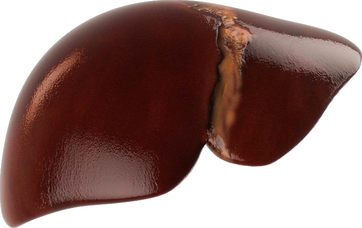 Human liver3d model