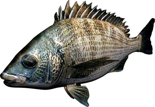 Kurodai fish 3D Model