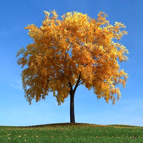 Large Fall Tree 3d model