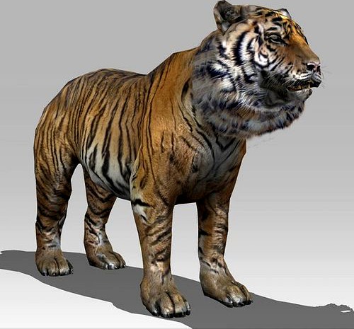 Tiger 3D Model