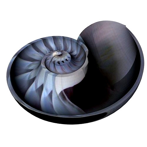 Spiral Nautilus Shell 3d model