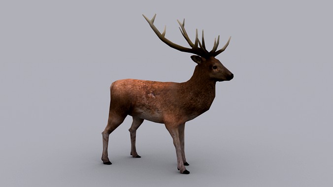 STAG GAME READY ANIMATED MODEL 3d