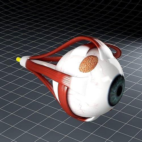 Anatomy eye 3d model