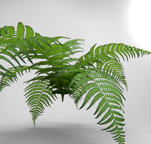 Bracken 3d model
