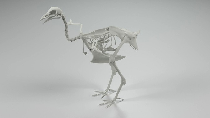 Chicken Skeleton 3d model