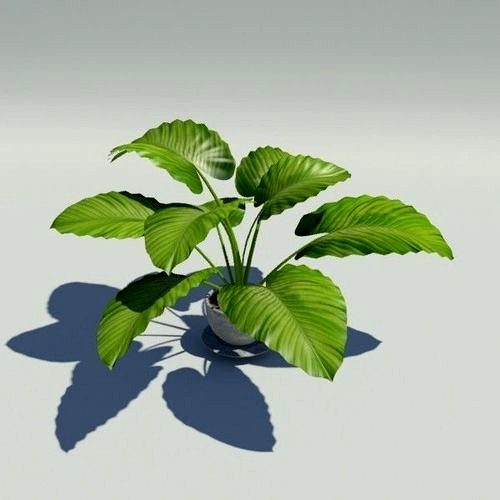 Plant 3D model
