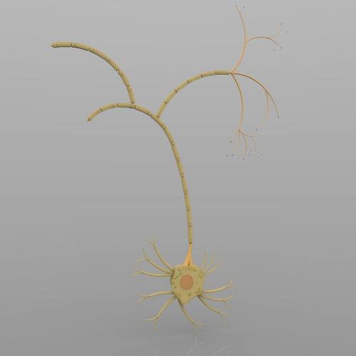Nerve Cells 3d model