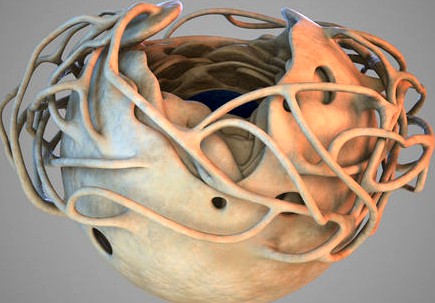 Cell nucleus 3d model