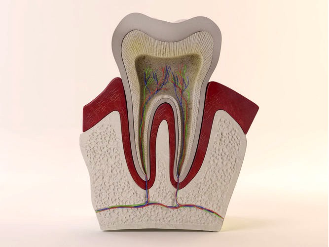 Tooth Diagram 3d model