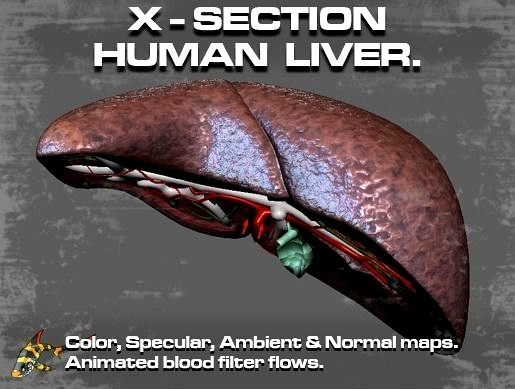 Cross Section Human Liver 3d model