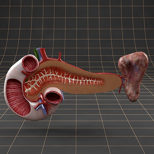 Anatomy duodenum pancreas spleen Cross section 3d model