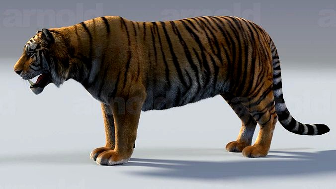 Tiger maya 3d model