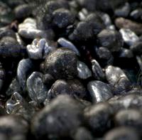 pebble cycles scene 3d model