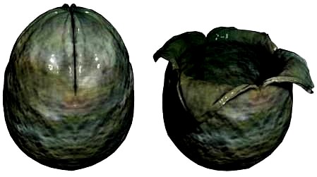 Alien egg 3d model