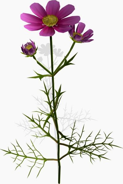 Flower Cosmos 3D Model