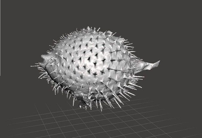 Puffer fish 3d model