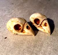 Parrot skull 3d model