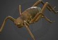 Giant Weta / Wētāpunga 3d model